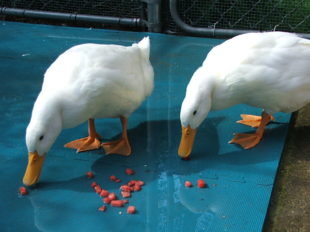 Majestic Waterfowl Sanctuary - Duck Sitting Majestic Waterfowl Sanctuary - Duck Sitting